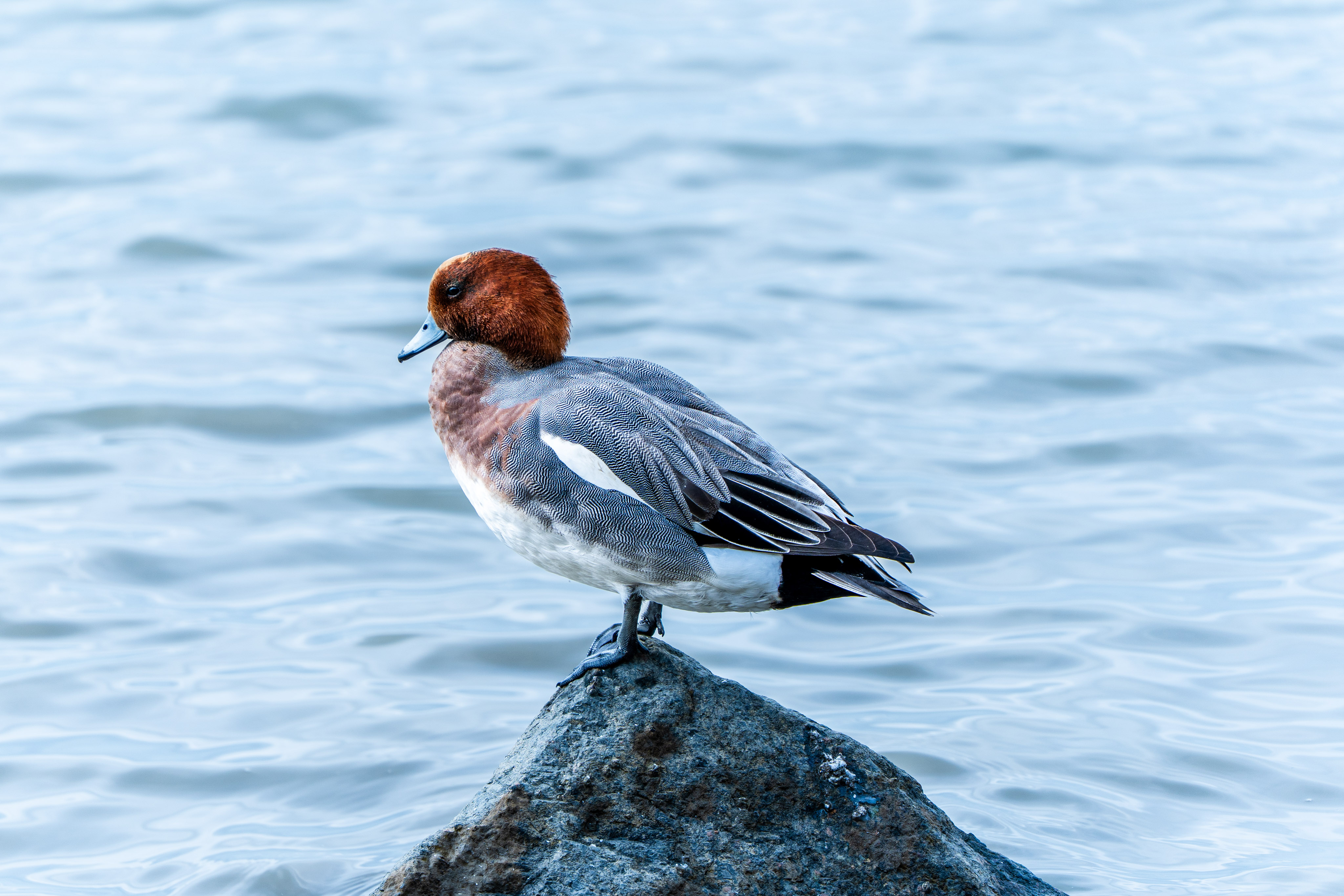 Gallery - Jacob Press on Github