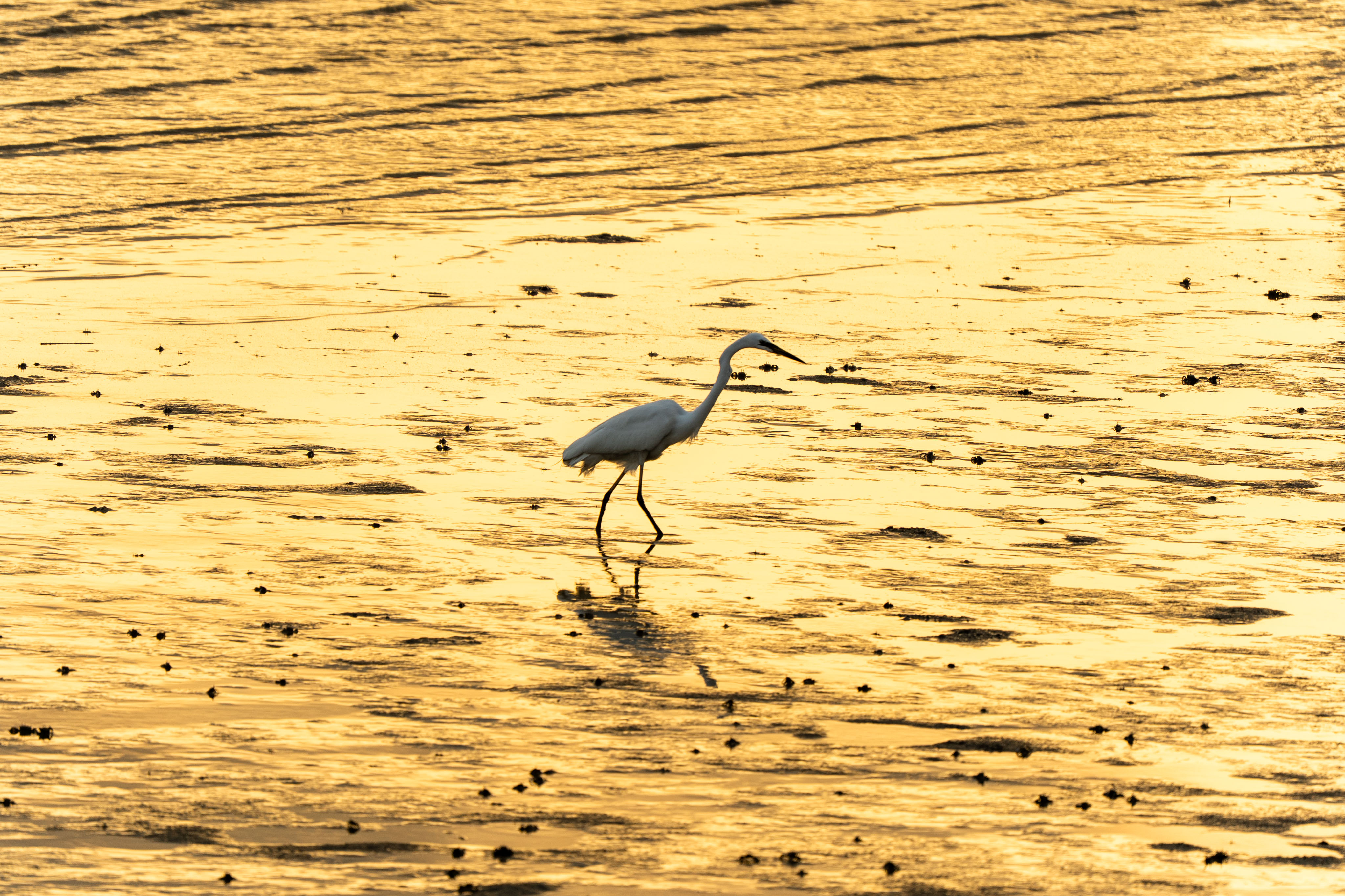 Gallery - Jacob Press on Github