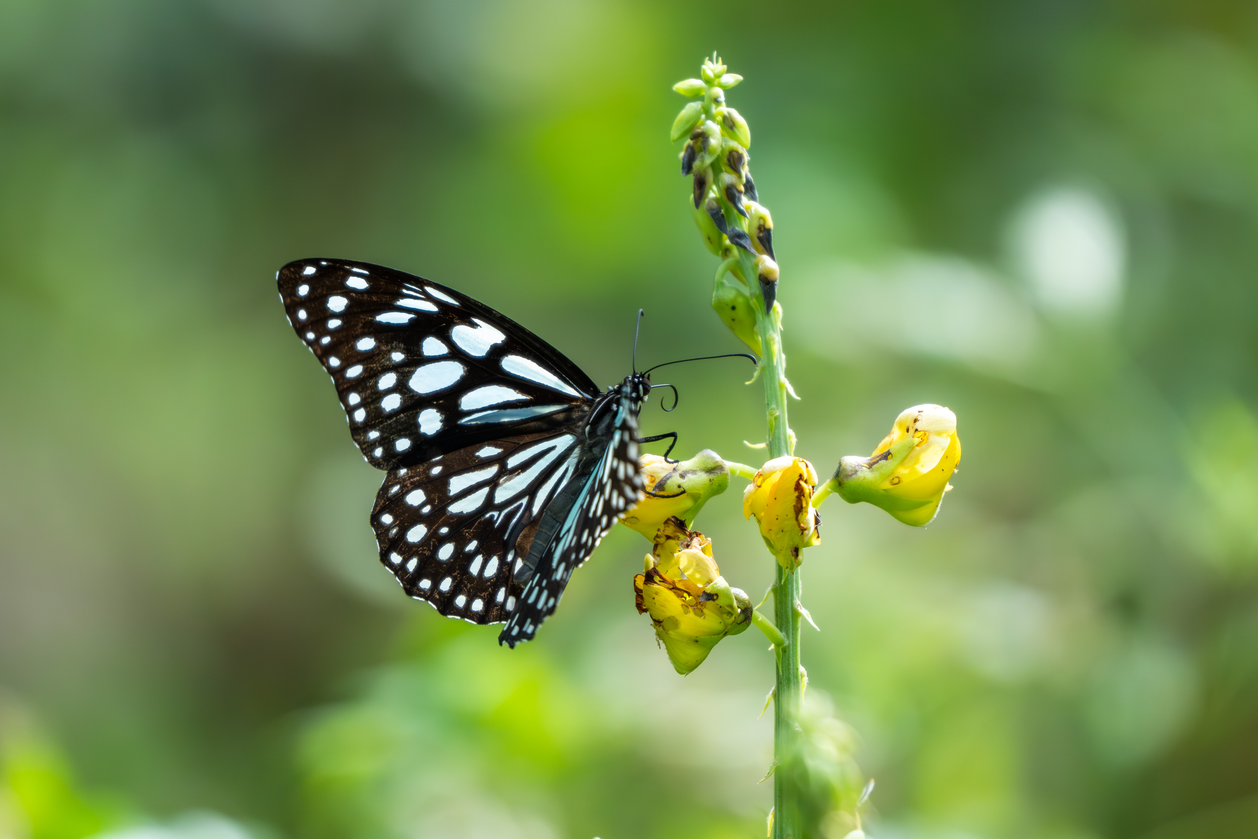 Gallery - Jacob Press on Github