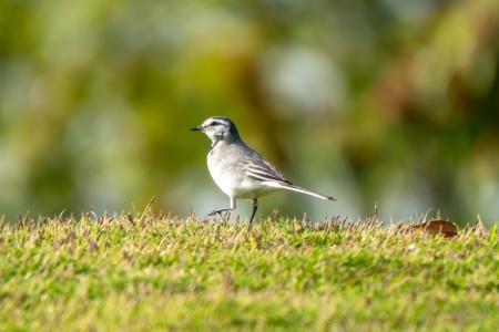 Gallery - Jacob Press on Github