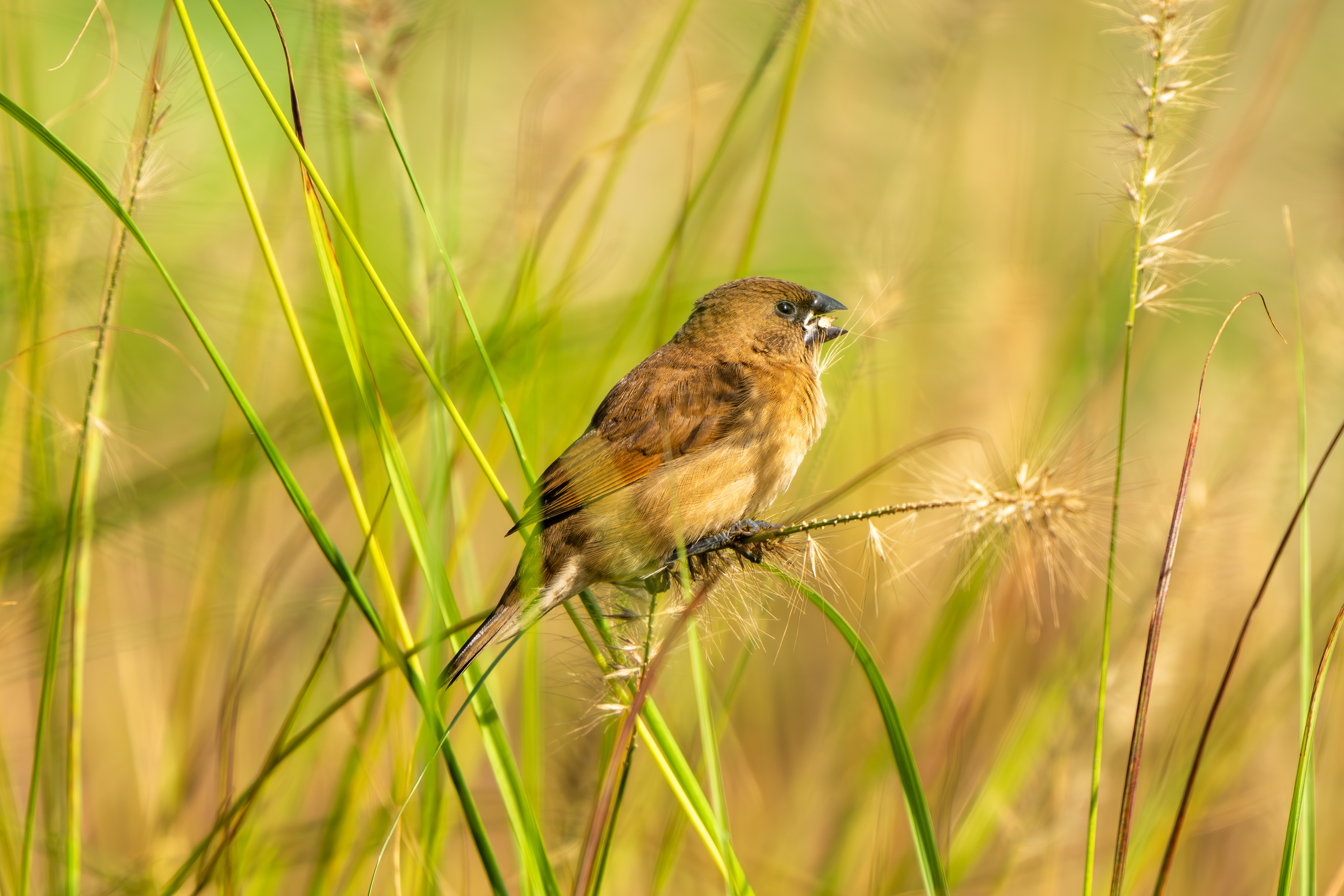 Gallery - Jacob Press on Github