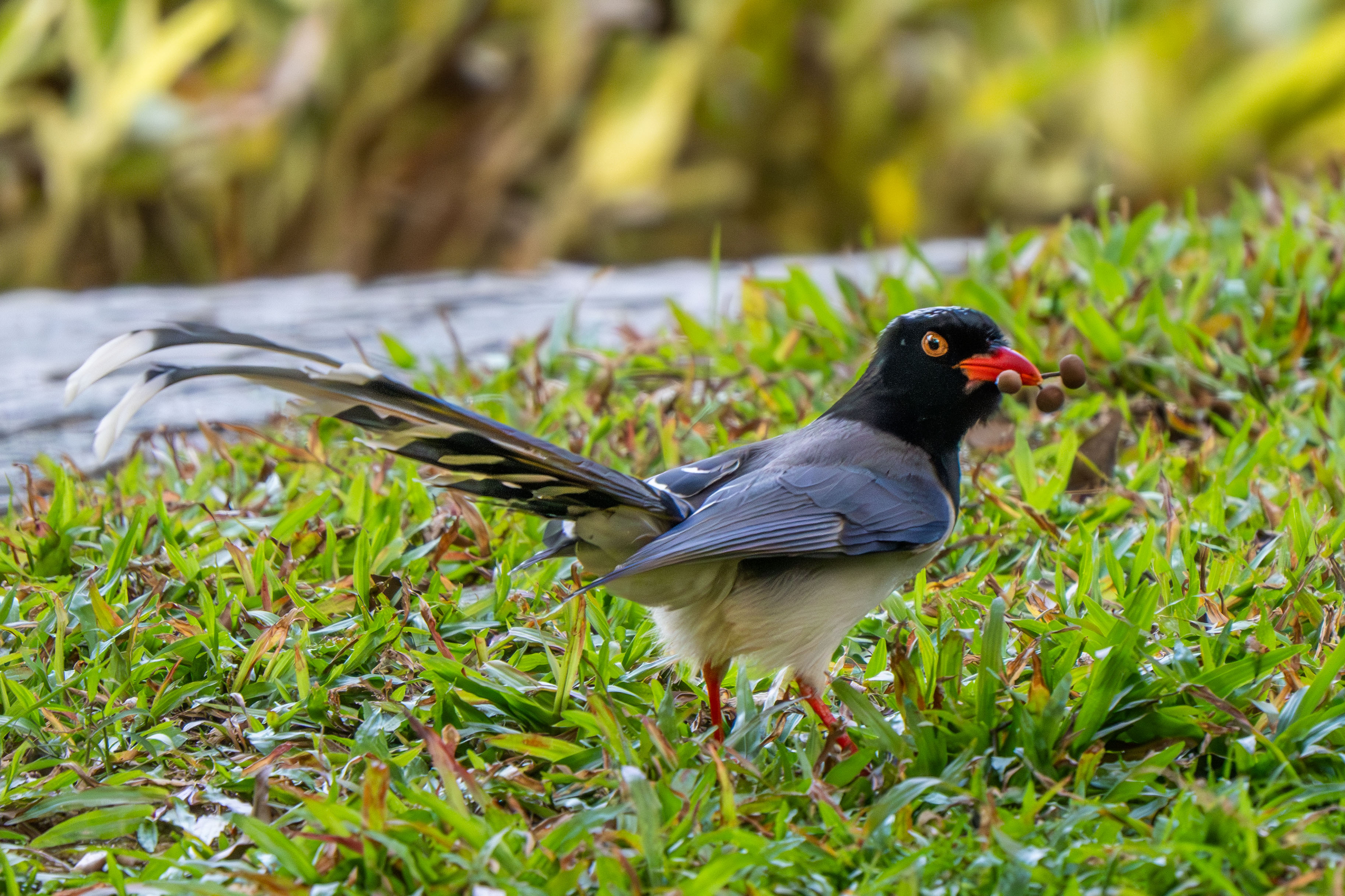 Gallery - Jacob Press on Github